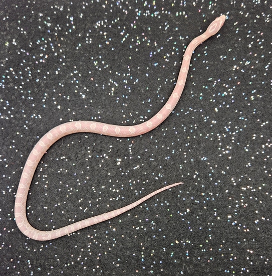 Salmon Snow Motley Corn Snake by Wicked Pink Exotics