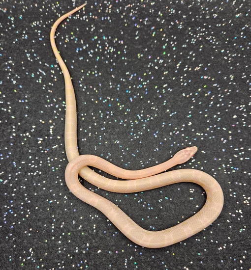 Super Salmon Snow Motley Corn Snake by Wicked Pink Exotics