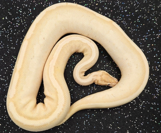 Banana Enchi Super Stripe Ball Python by Wicked Pink Exotics