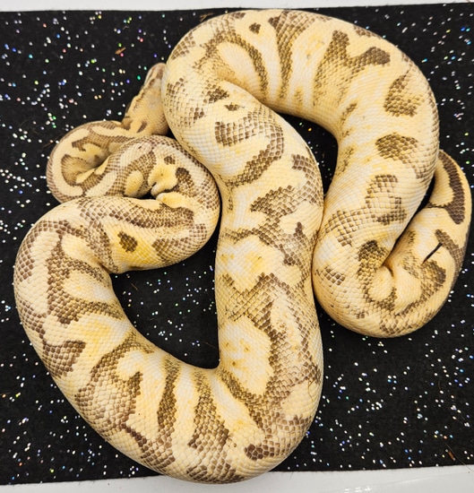 OD Calico Superfly YB Ball Python by Wicked Pink Exotics