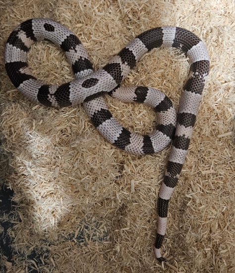 Aberrant Anery Het Pearl Honduran Milk Snake by Wicked Pink Exotics