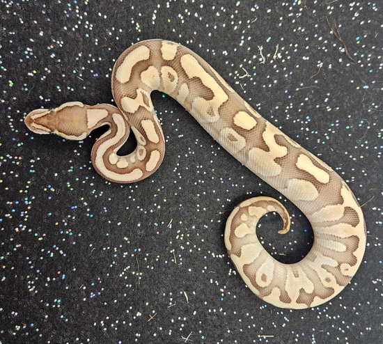 Nuclear Het Clown Ball Python by Wicked Pink Exotics