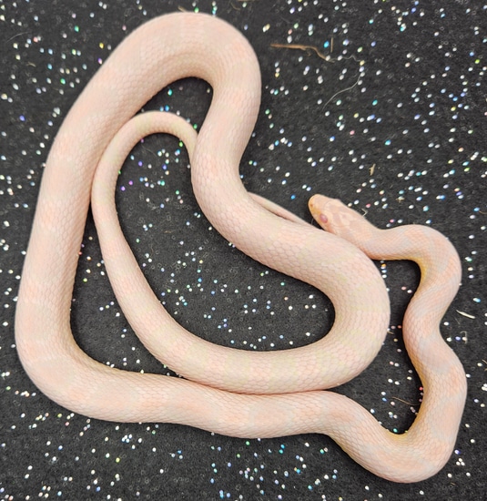 Super Salmon Snow Het Hypo Corn Snake by Wicked Pink Exotics