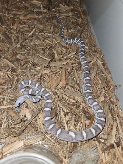 Scaleless Trio Corn Snake by Wicked Pink Exotics