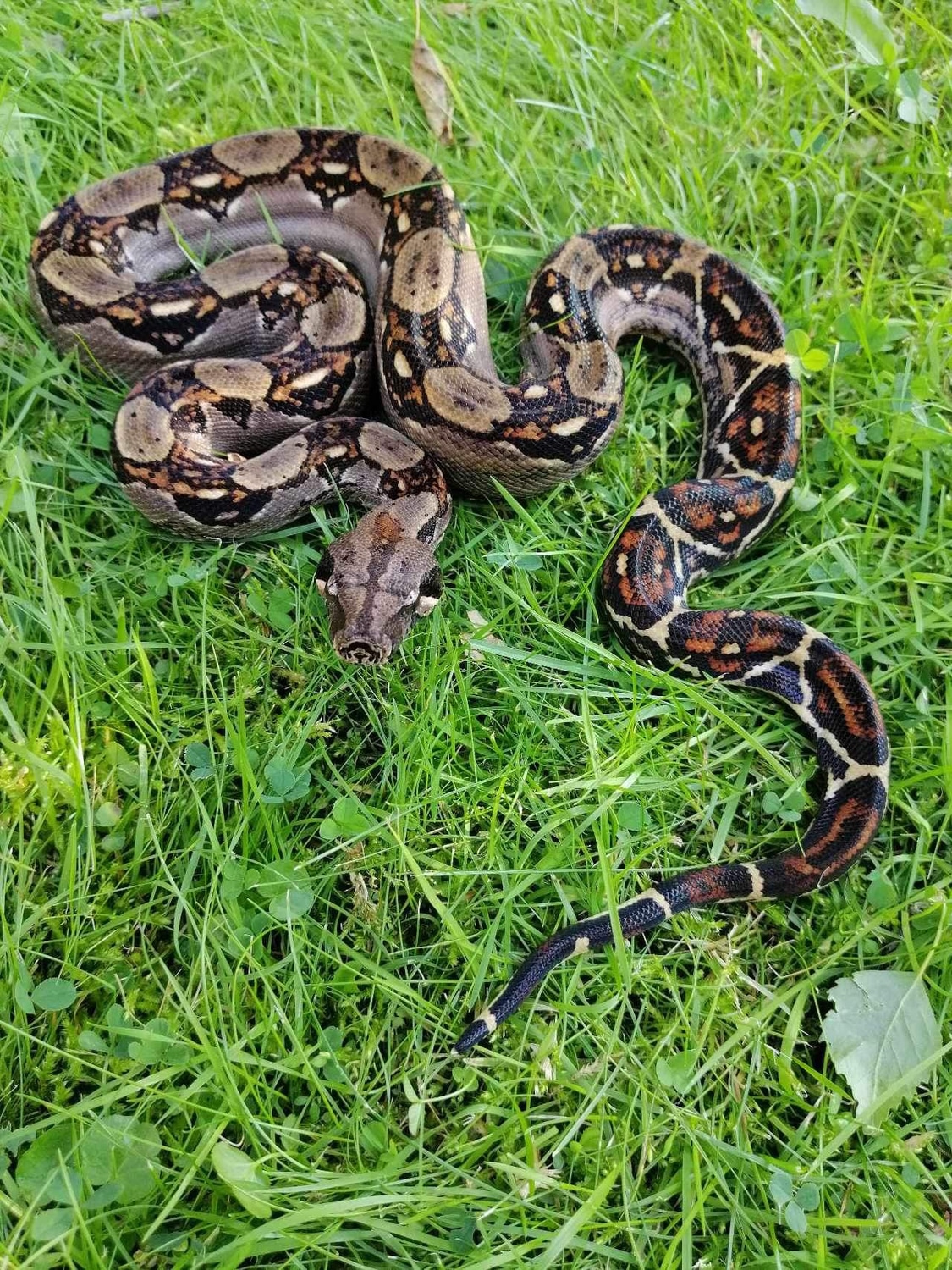 Boa Imperator Salvador New Morph STRIATA VENTER Boa Constrictor by ...