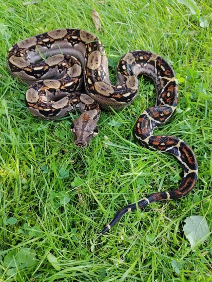 Boa Imperator Salvador New Morph STRIATA VENTER Boa Constrictor by ...