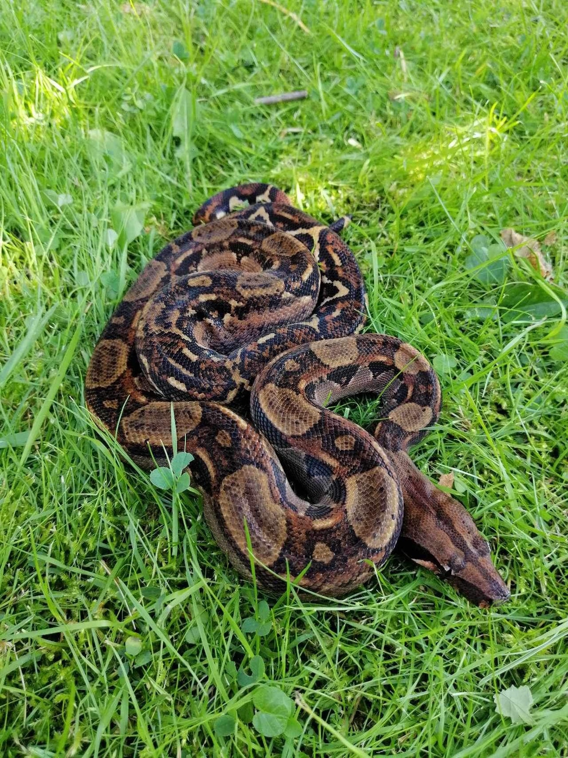 Male /Boa Imperator Salvador New Morph STRIATA VENTER Boa Constrictor ...