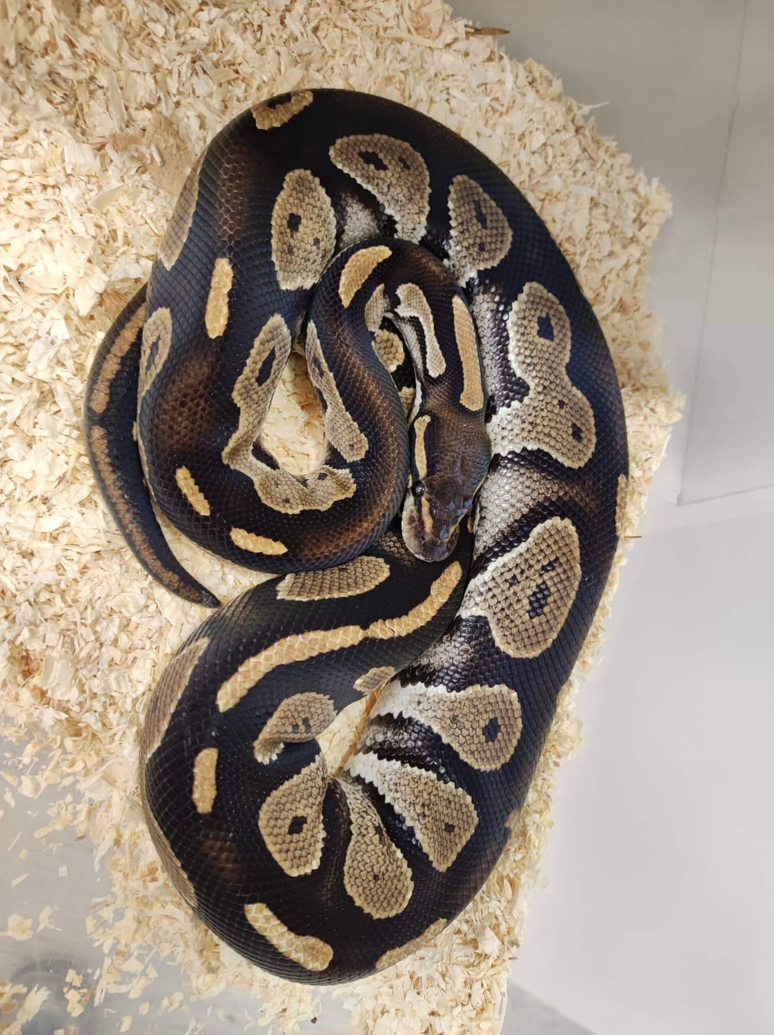 Blackhead Het Ghost Ball Python by Wilburexotics - MorphMarket