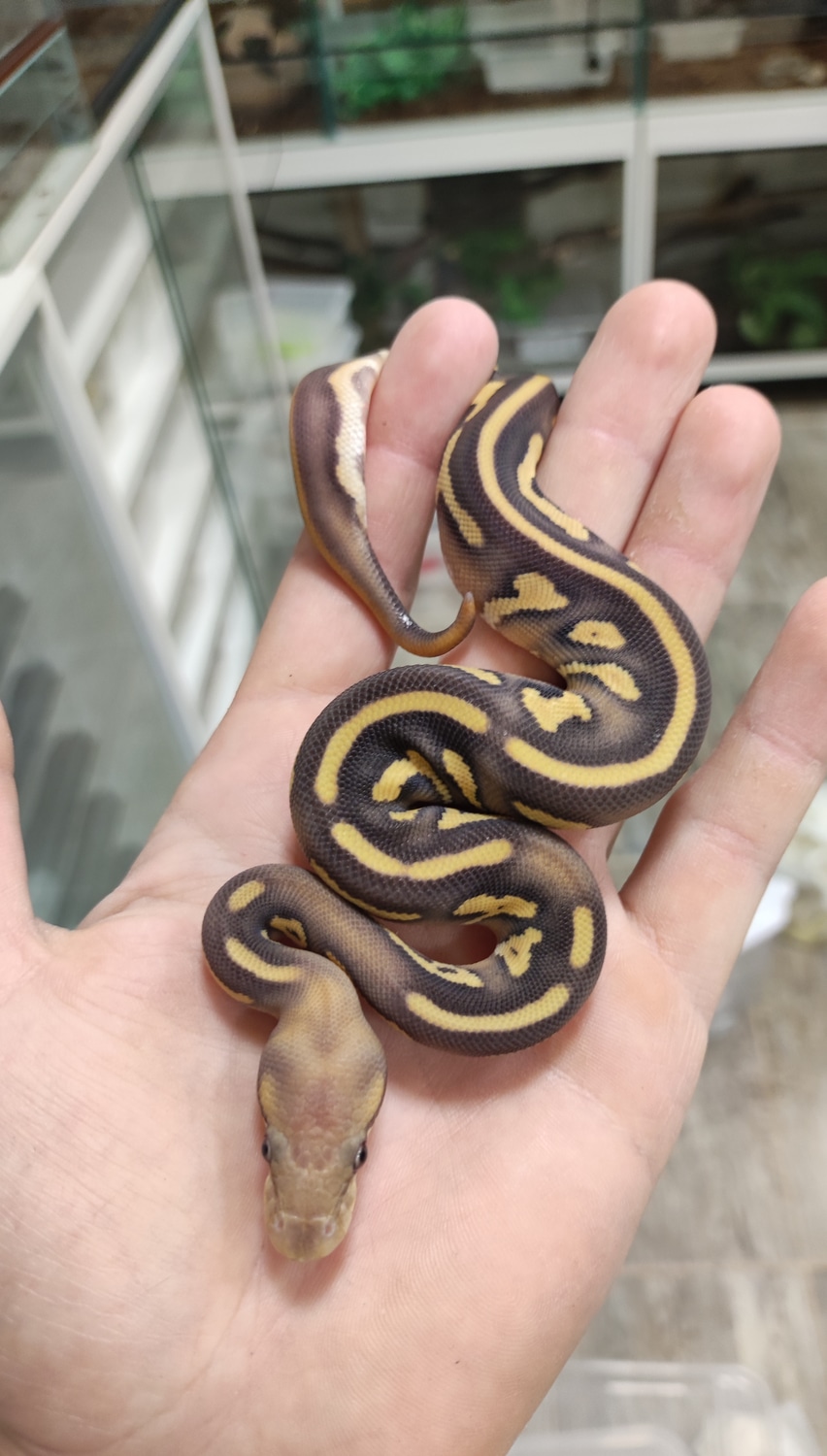 Blackhead Lesser Banana Ball Python by Wilburexotics - MorphMarket