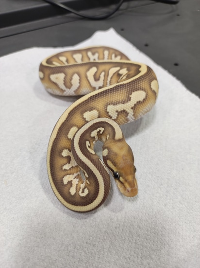 Blackhead Lesser Banana 66%dbl Het Pied Hypo Ball Python by Wilburexotics