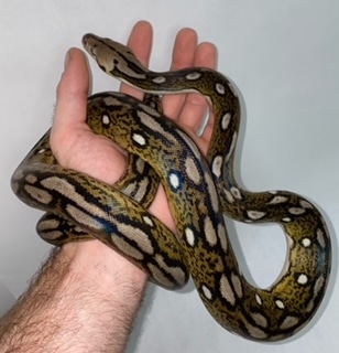 Motley Tiger Het Purple Albino Reticulated Python by Phylogeny Reptilia