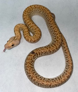Hypo Granite 100% Het Albino/Green "Paradox Burmese Python by Phylogeny ...