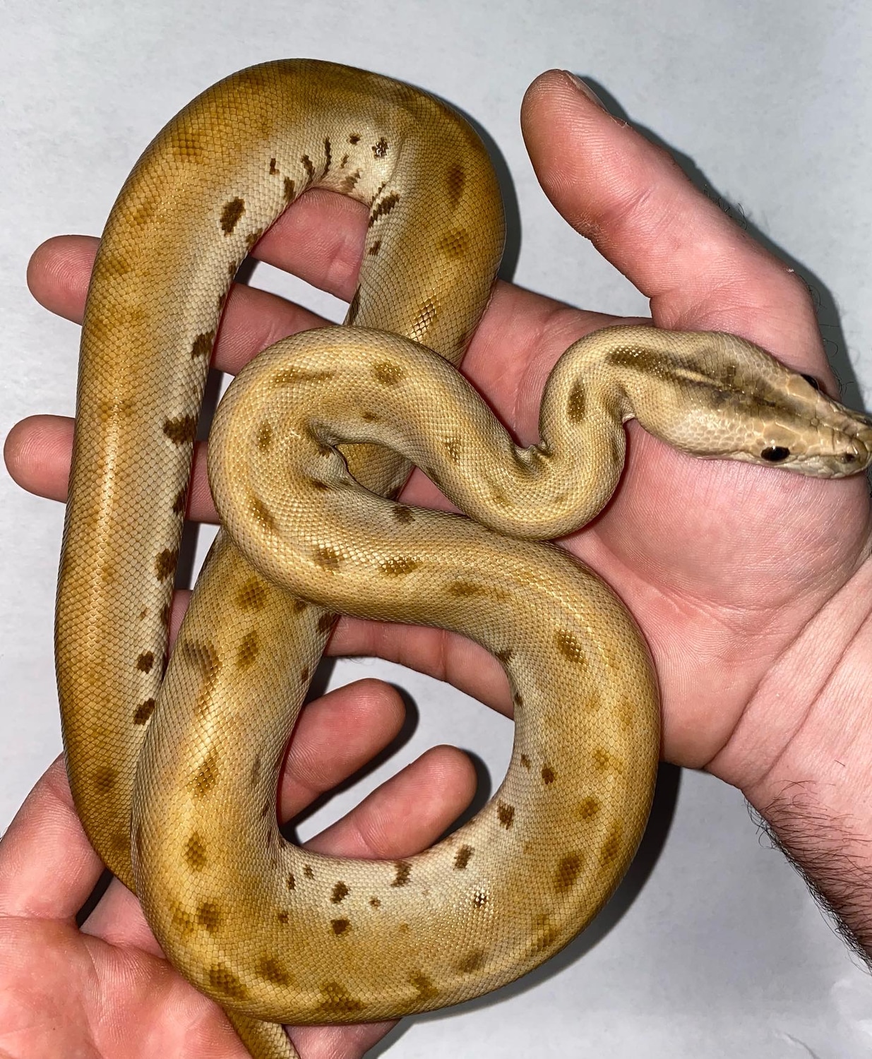 Green Het Albino Granite Burmese Python by Phylogeny Reptilia - MorphMarket