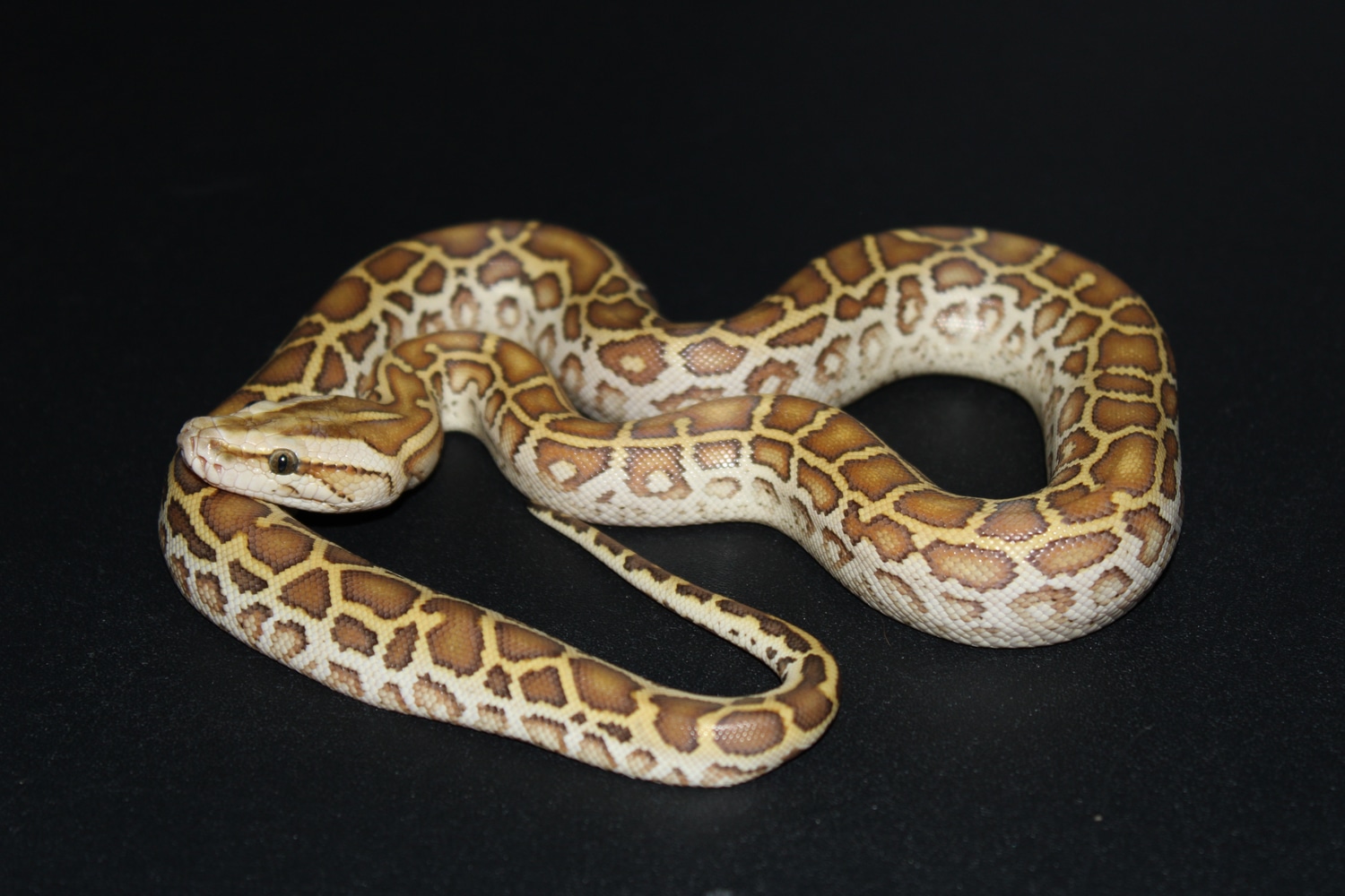 Hypo Het Albino 50% Het Granite/Lab Burmese Python by Phylogeny ...