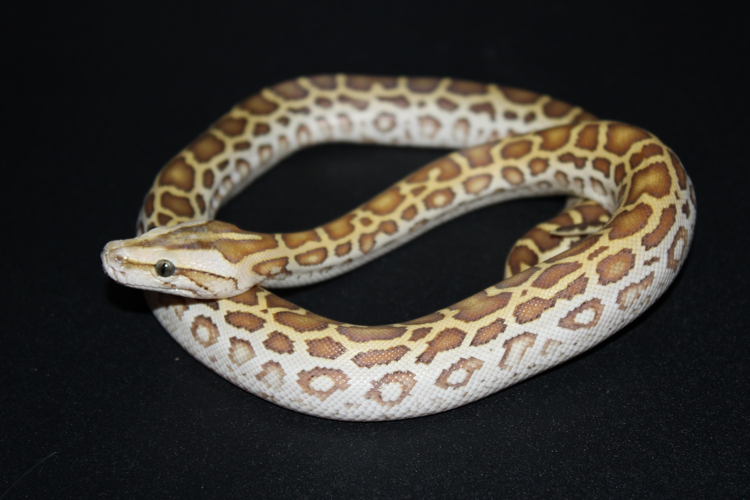 Hypo Het Albino 50% Het Granite/Lab Burmese Python by Phylogeny ...