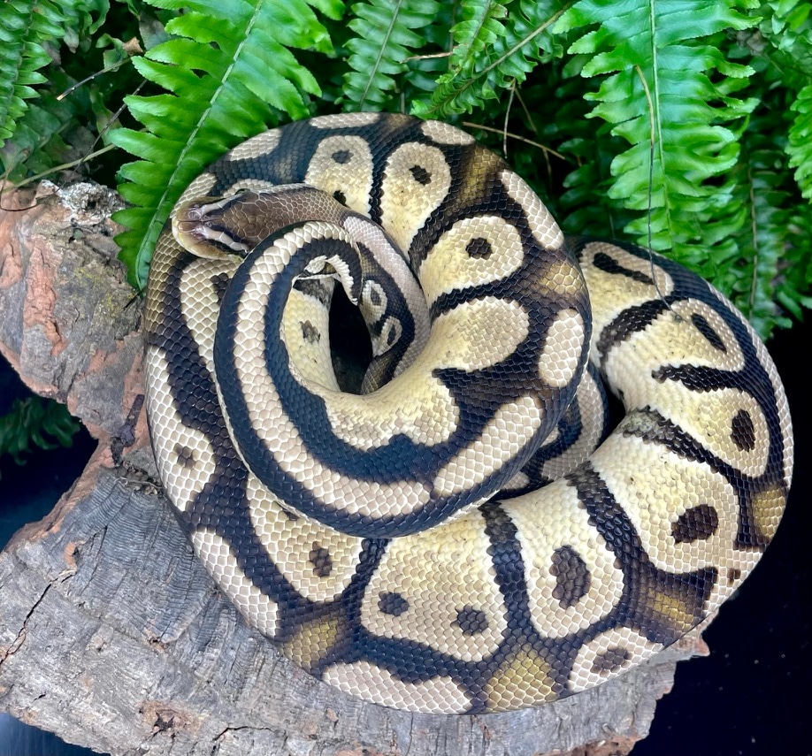 Pastel Het Pied Ball Python by Phylogeny Reptilia - MorphMarket