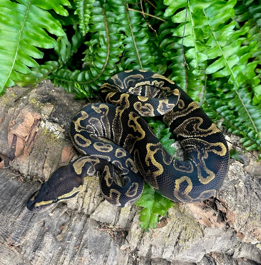 GHI Het Hypo Ball Python by Phylogeny Reptilia - MorphMarket