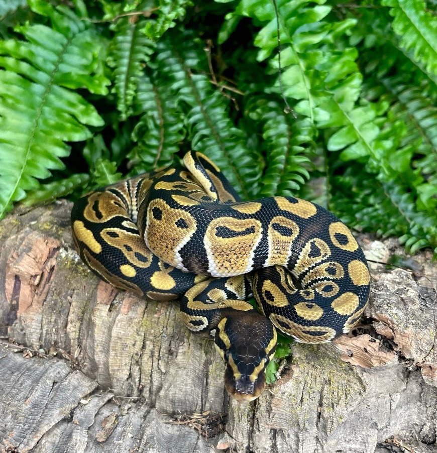 Normal Het Pied Pos Het Clown Ball Python by Phylogeny Reptilia - MorphMarket