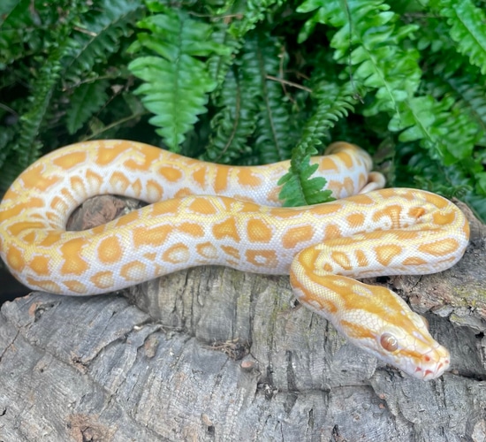 Pearl 50% Het Granite/Labyrinth Burmese Python by Phylogeny Reptilia