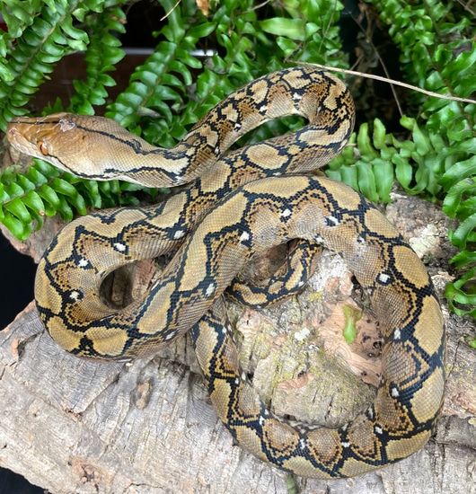 Normal 100% Het Pied 66% Het Albino Reticulated Python by Phylogeny ...