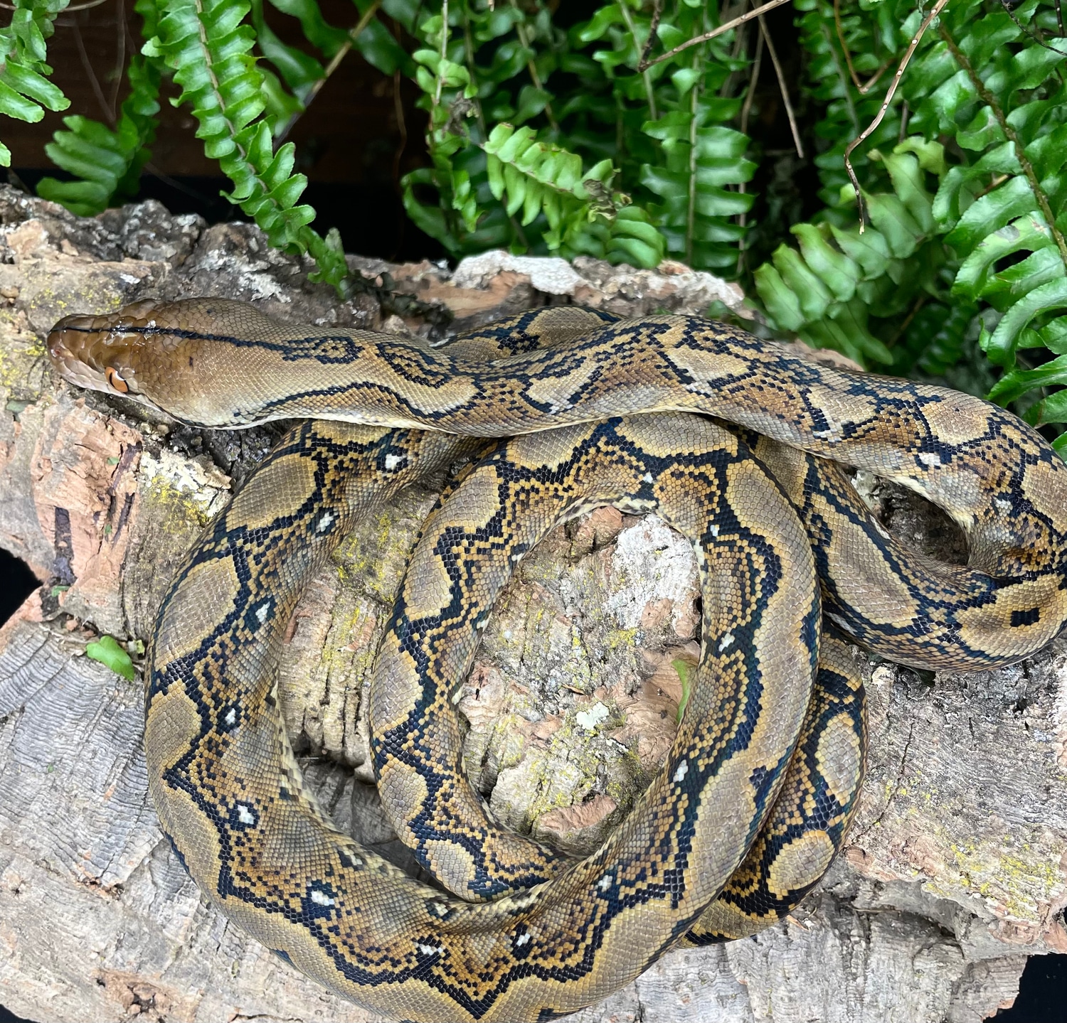 Normal 100% Het Pied 66% Het Albino Reticulated Python by Phylogeny Reptilia - MorphMarket