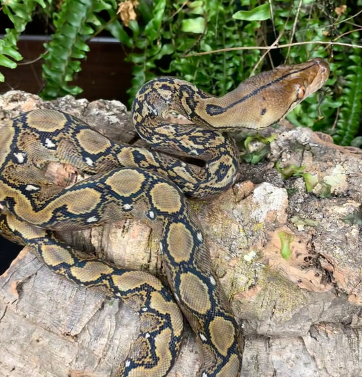 Normal 100% Het Pied 66% Het Albino Reticulated Python by Phylogeny ...