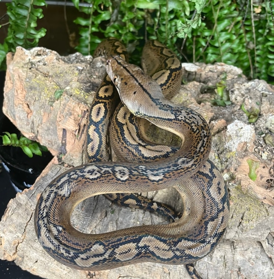 Motley 100% Het Pied 66% Het Albino Reticulated Python by Phylogeny ...