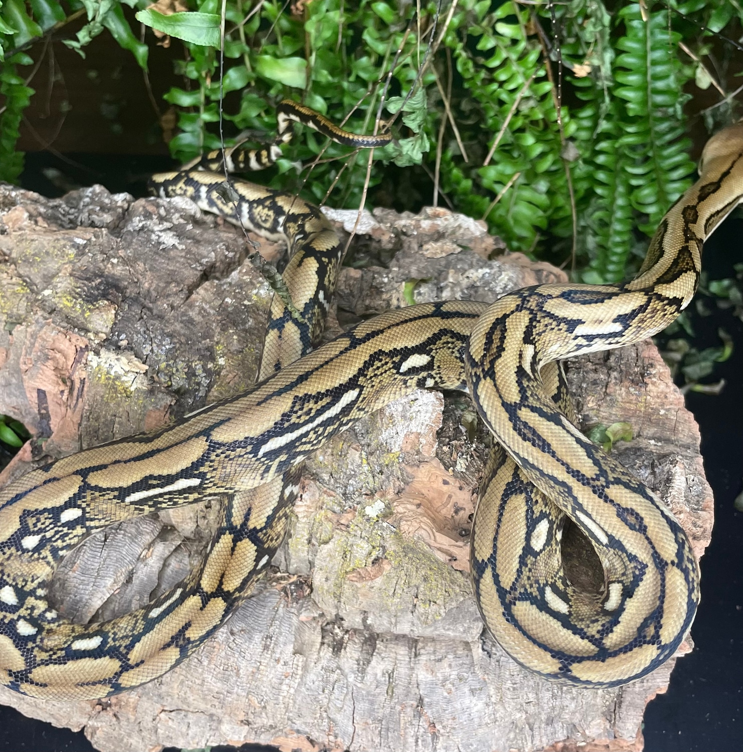 Tiger 100% Het Pied 66% Het Albino Reticulated Python by Phylogeny ...