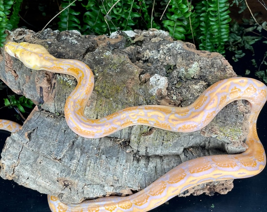 Lavender Motley 100% Het Pied Reticulated Python by Phylogeny Reptilia