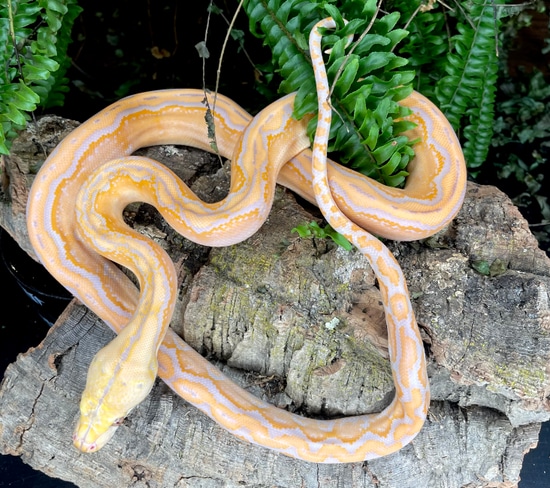 Lavender Motley Tiger 100% Het Pied Reticulated Python by Phylogeny ...