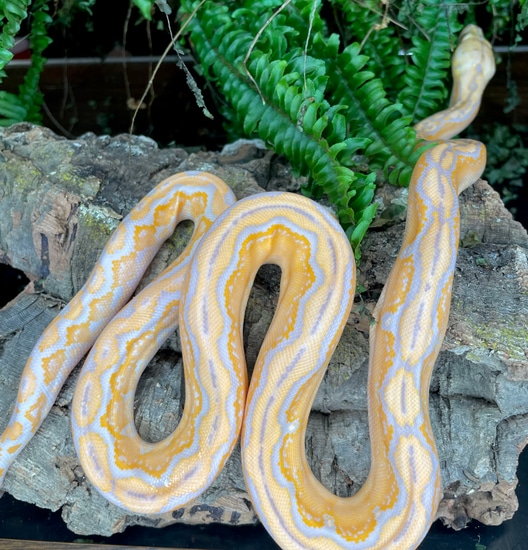 Lavender Motley Tiger 100% Het Pied Reticulated Python by Phylogeny ...