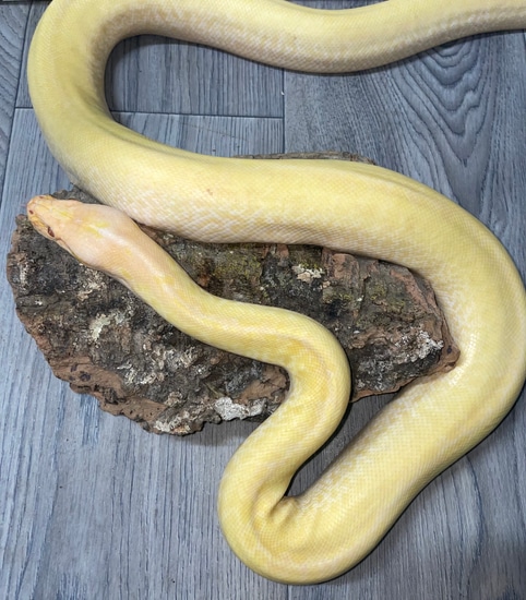 Pearl Granite 100% Het Green Burmese Python by Phylogeny Reptilia