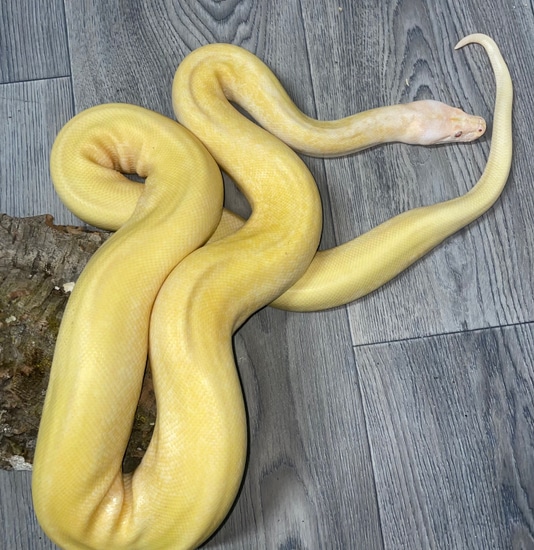 Albino Green Granite Burmese Python by Phylogeny Reptilia