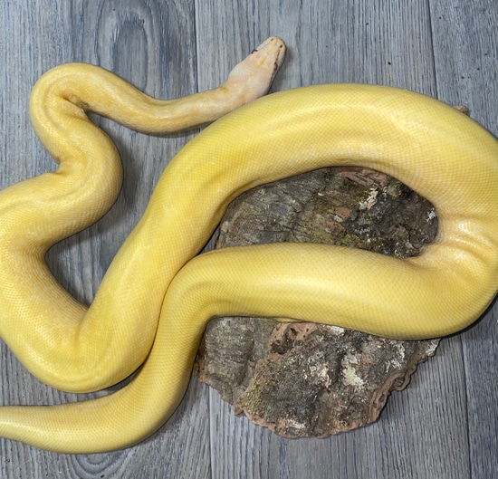 Albino Green Granite Burmese Python by Phylogeny Reptilia