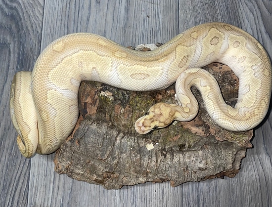 Firefly Lesser Clown Ball Python by Phylogeny Reptilia