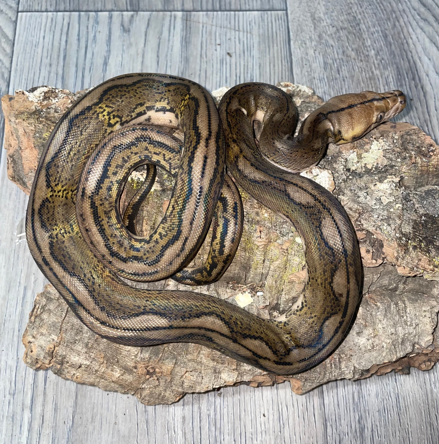 Motley Tiger 100% Het Pied 66% Het White/Purple Reticulated Python by ...