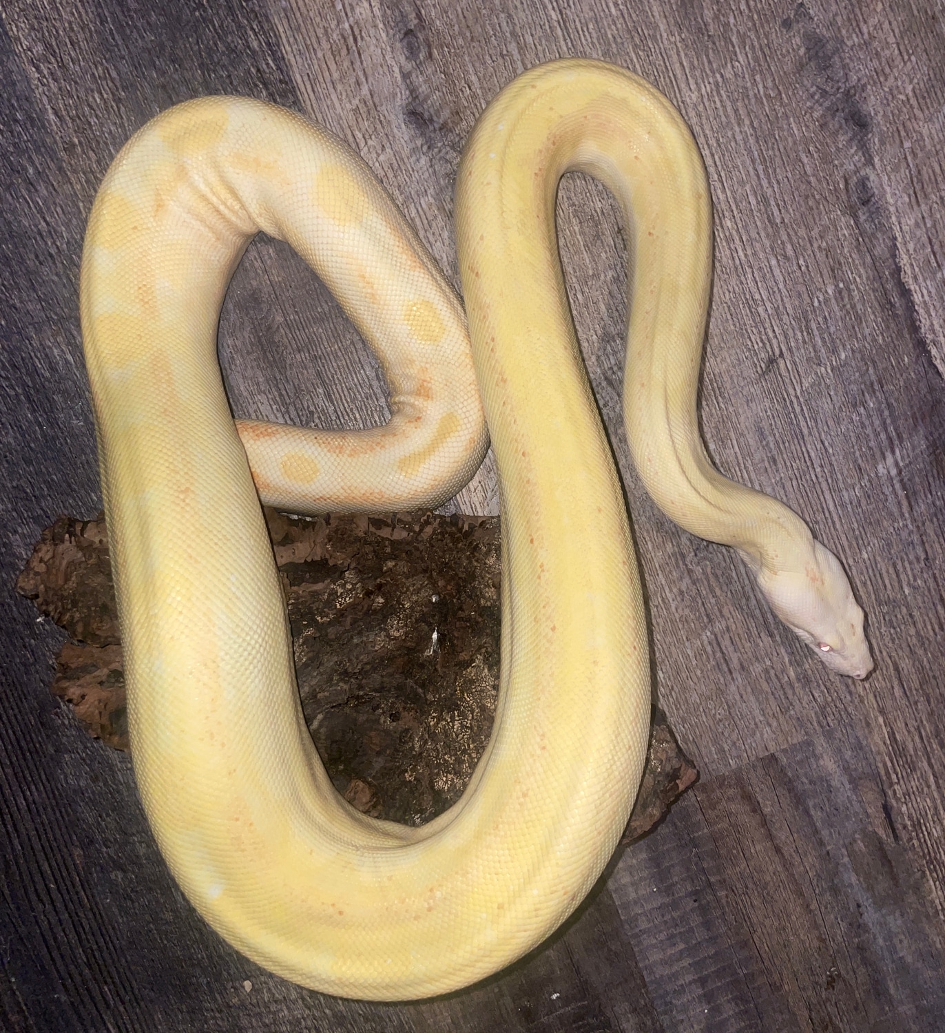 Albino Motley Jungle Boa Constrictor by Phylogeny Reptilia - MorphMarket