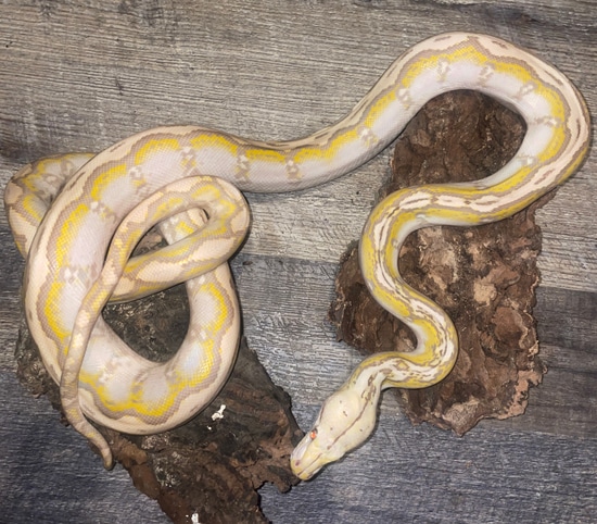 Purple Motley Reticulated Python by Phylogeny Reptilia