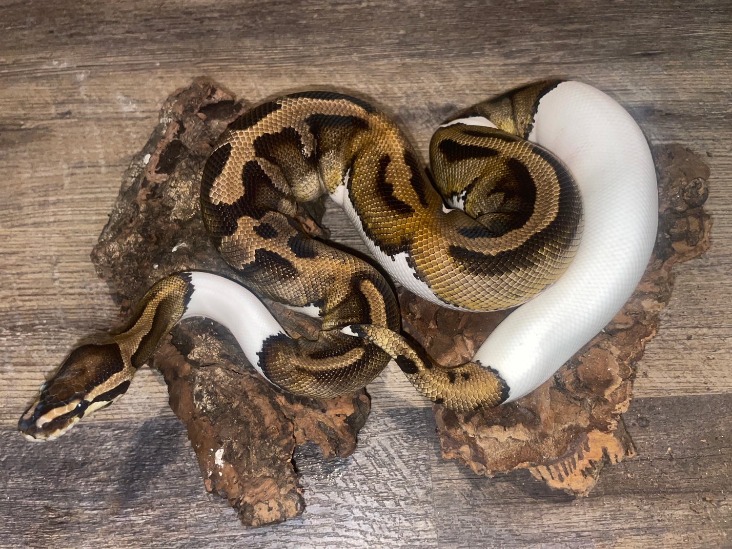 Pied Ball Python by Phylogeny Reptilia - MorphMarket