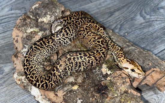 Granite Het Albino Pos Het Green Burmese Python by Phylogeny Reptilia