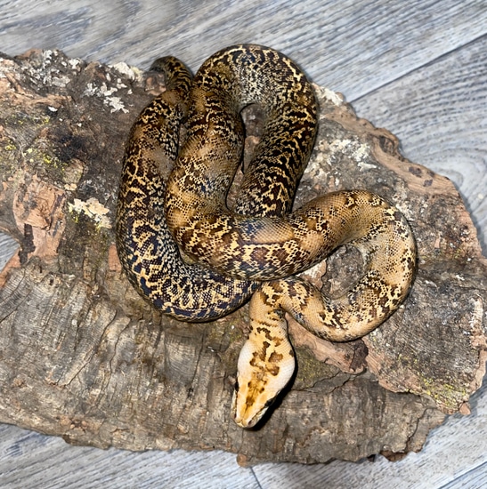 Granite Het Albino Pos Het Green Burmese Python by Phylogeny Reptilia