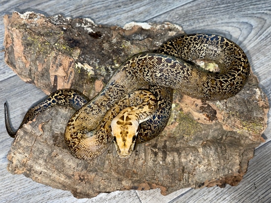 Granite Het Albino Pos Het Green Burmese Python by Phylogeny Reptilia