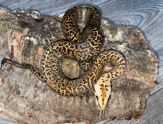Granite Het Albino Pos Het Green Burmese Python by Phylogeny Reptilia