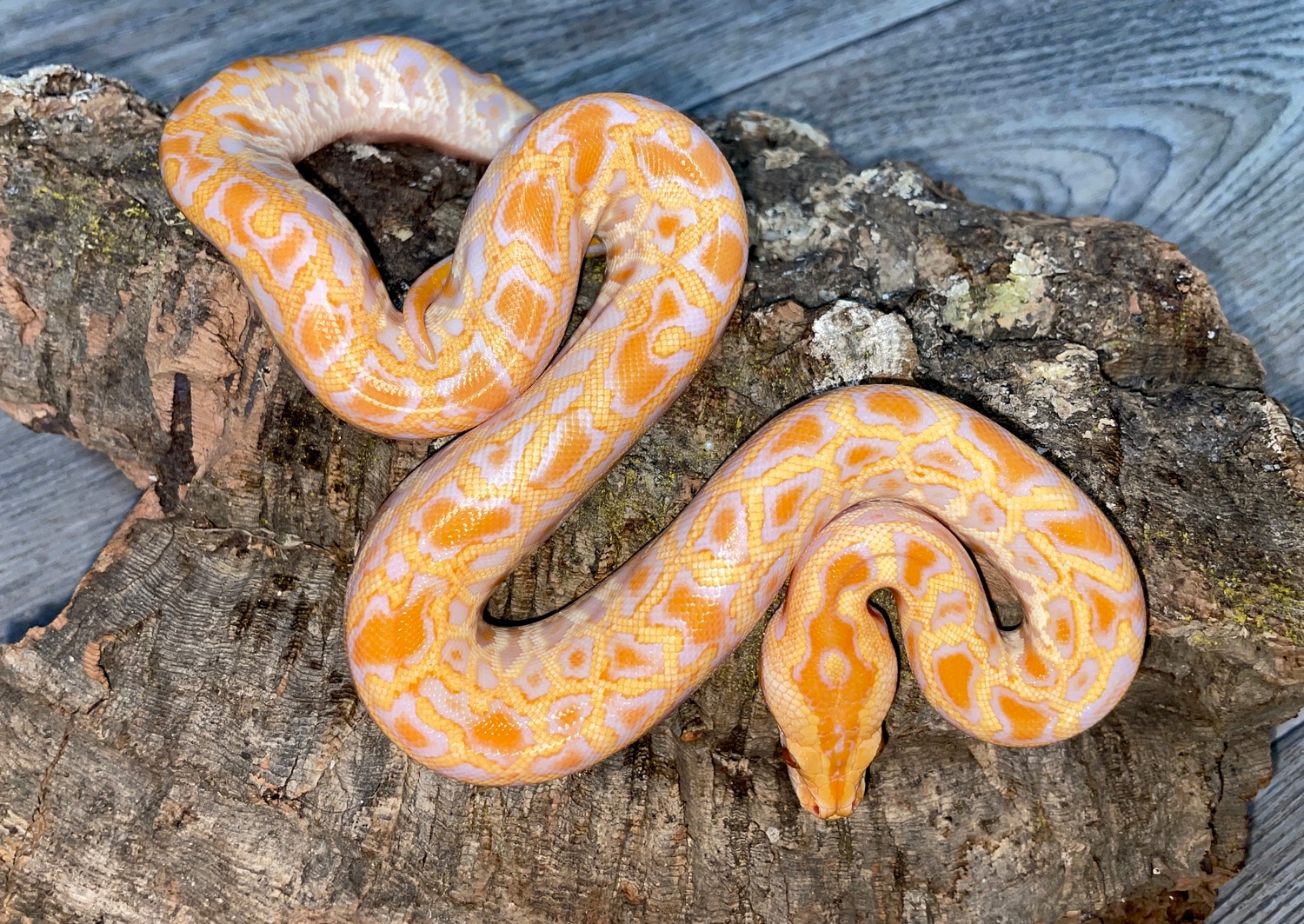 Albino Get Green Het Granite Burmese Python by Phylogeny Reptilia ...