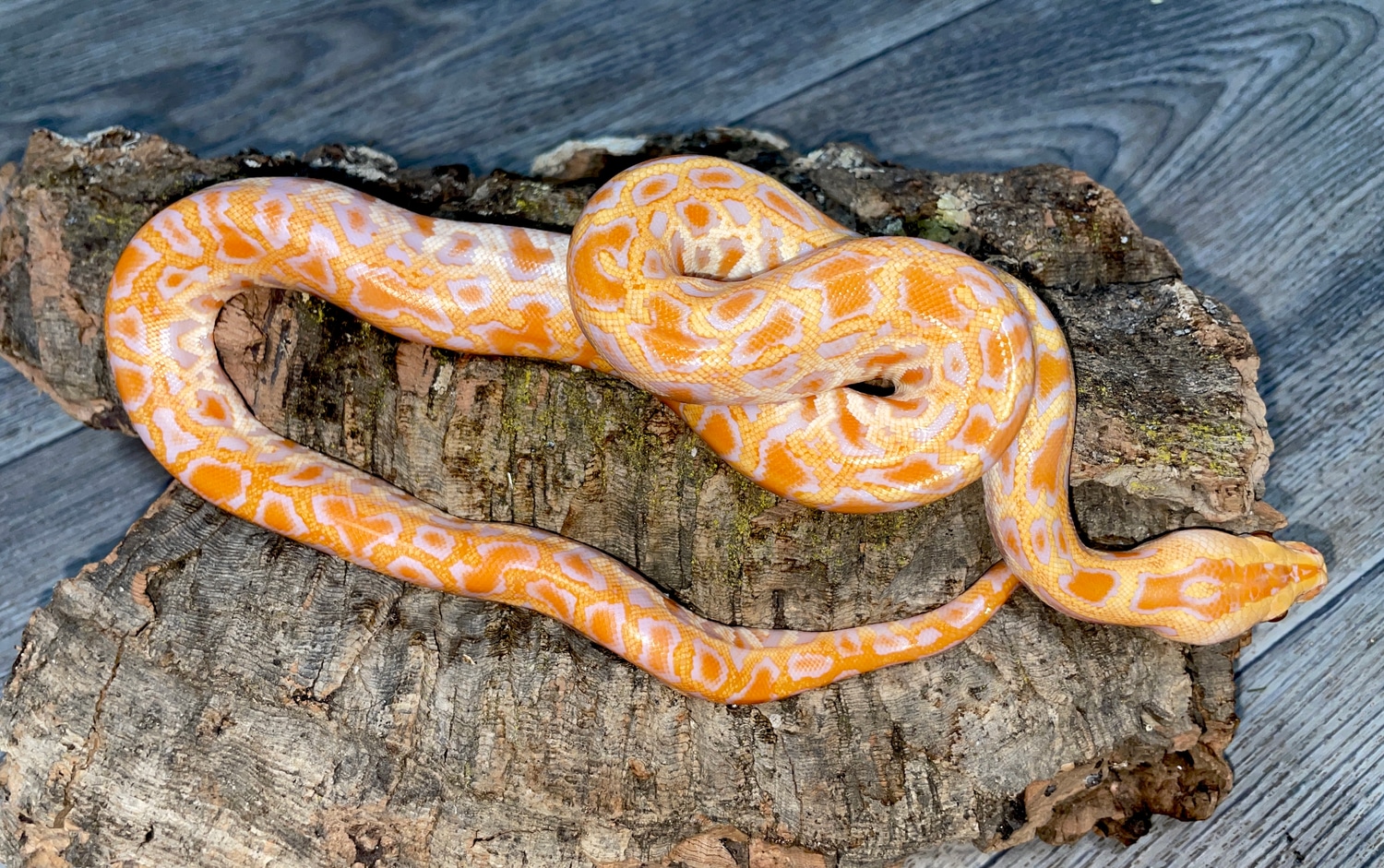 Albino Het Green Het Granite Burmese Python by Phylogeny Reptilia ...