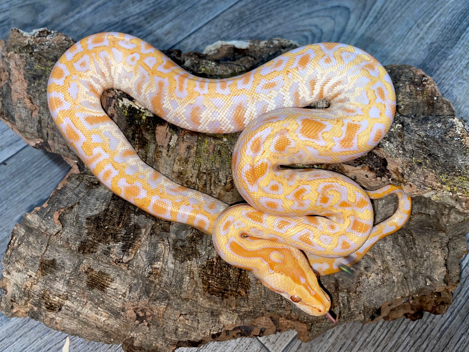 Albino Het Green Het Granite Burmese Python by Phylogeny Reptilia ...