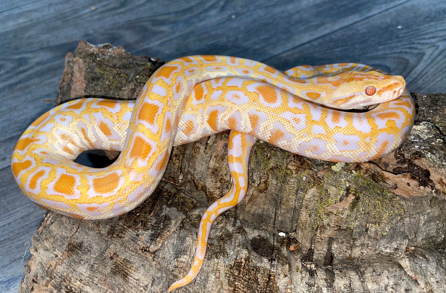 Albino Het Green Het Granite Burmese Python by Phylogeny Reptilia ...