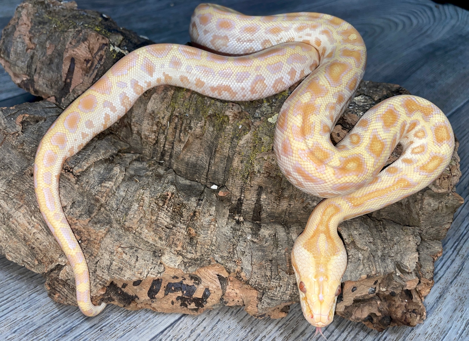 Pearl Het Green Het Granite Burmese Python by Phylogeny Reptilia ...