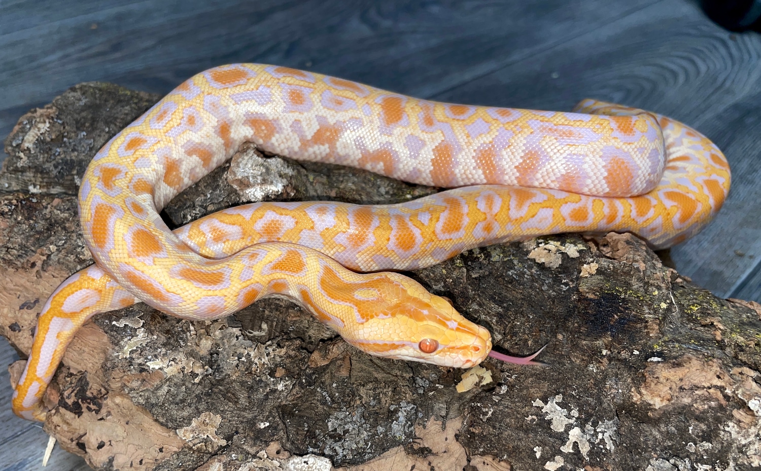Albino Het Green Het Granite Burmese Python by Phylogeny Reptilia ...