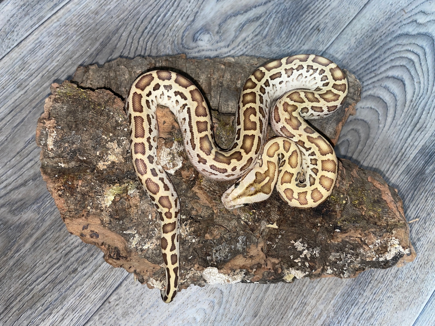 Hypo Het Albino/Green/Granite Burmese Python by Phylogeny Reptilia ...